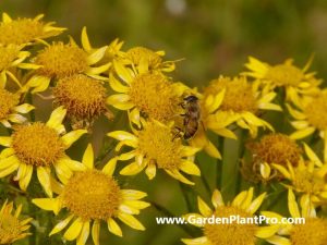 How To Grow & Use Arnica (Medicinal & Edible Herb) In Your Garden