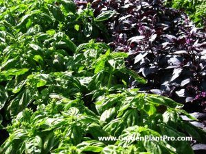 How To Grow Big Bushy Basil In Your Garden - An Herb Garden Essential