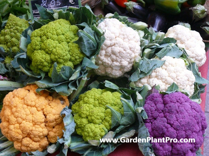 A Guide To Growing & Enjoying Fresh Cauliflower In Your Backyard Veggie ...
