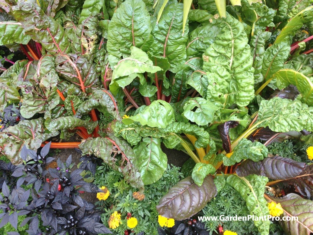 Leafy Green Goodness: How To Grow Nutritious Chard (Silverbeet) At Home