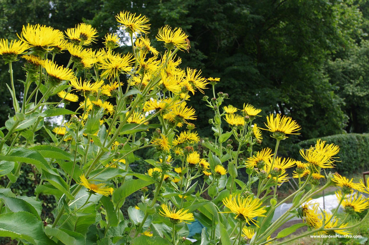 How To Grow And Use Elecampane (Medicinal & Edible Herb) In Your Home ...