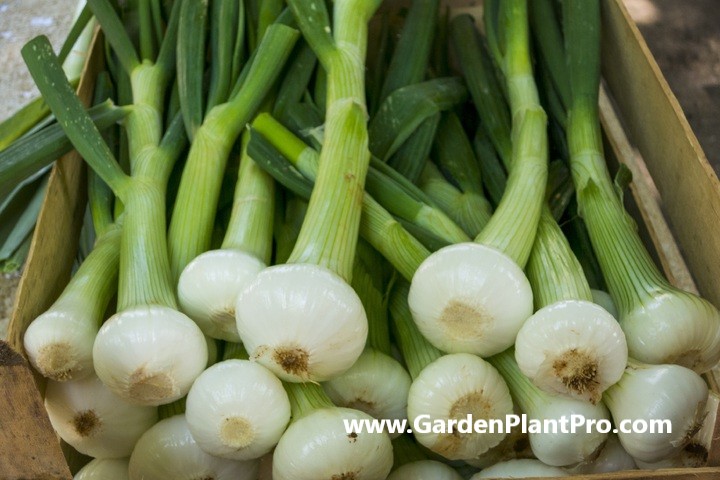 Spring Into Action: The Ultimate Guide to Growing Delicious Green Onions