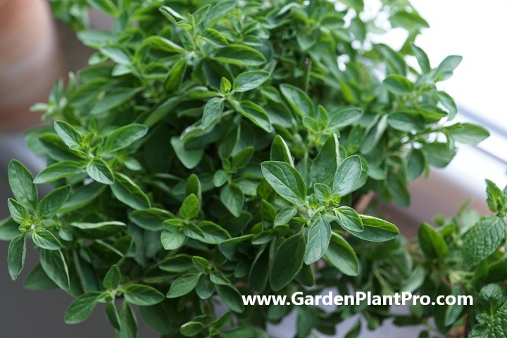 How To Grow Marjoram In Your Home Garden