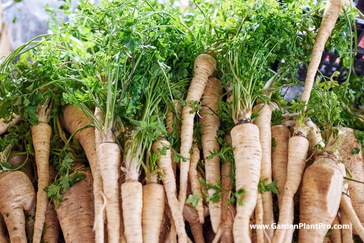 How To Grow & Enjoy Nutritious & Versatile Parsnips In Your Vegetable ...