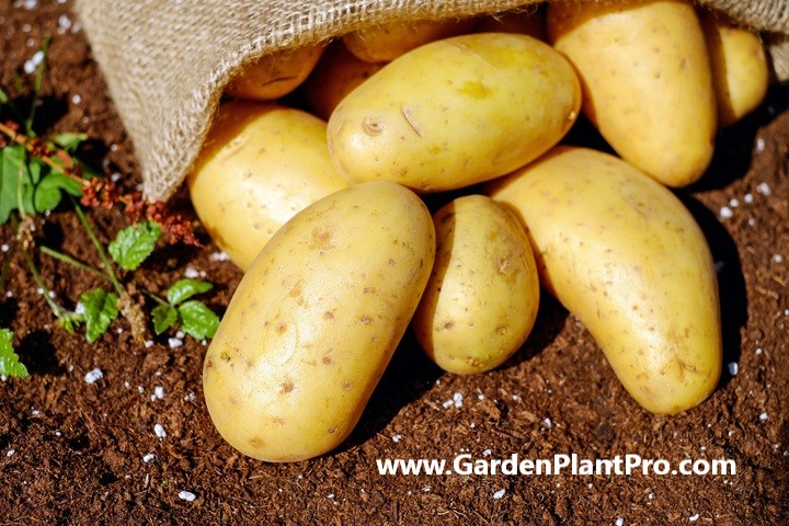 Taters For The Table: How To Grow Your Own Delicious Potatoes At Home