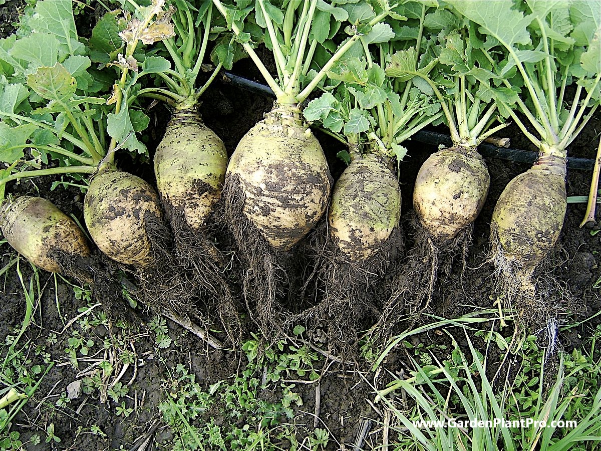 Growing Rutabaga (Swede): A Nutritious Addition To Your Garden & Your Plate