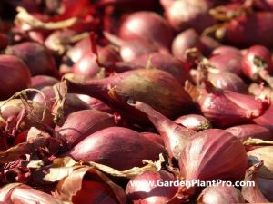 A Lot Of Shallots - How To Grow Shallots In Your Vegetable Garden