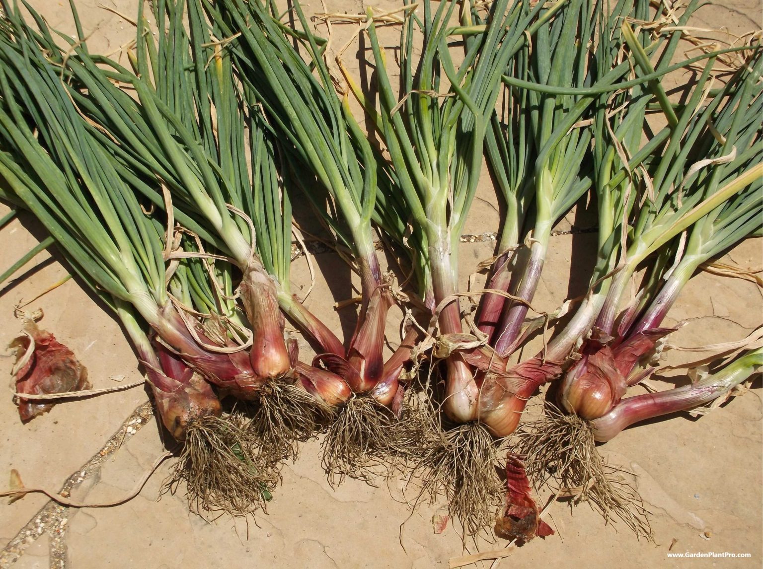 A Lot Of Shallots - How To Grow Shallots In Your Vegetable Garden