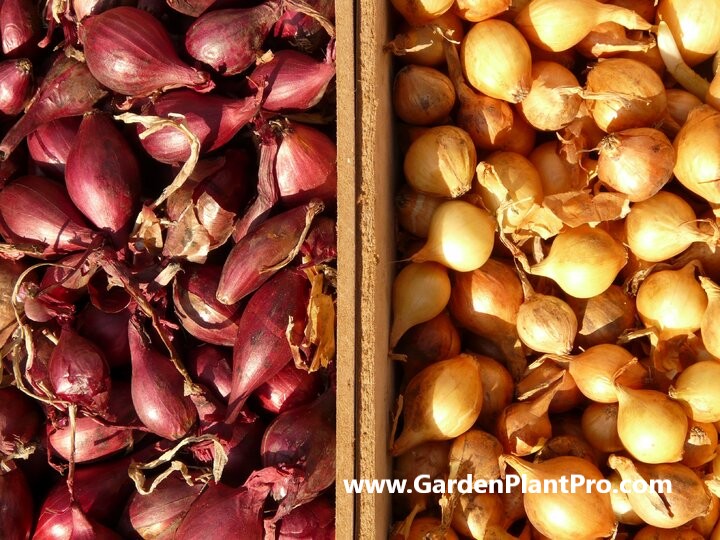 A Lot Of Shallots - How To Grow Shallots In Your Vegetable Garden