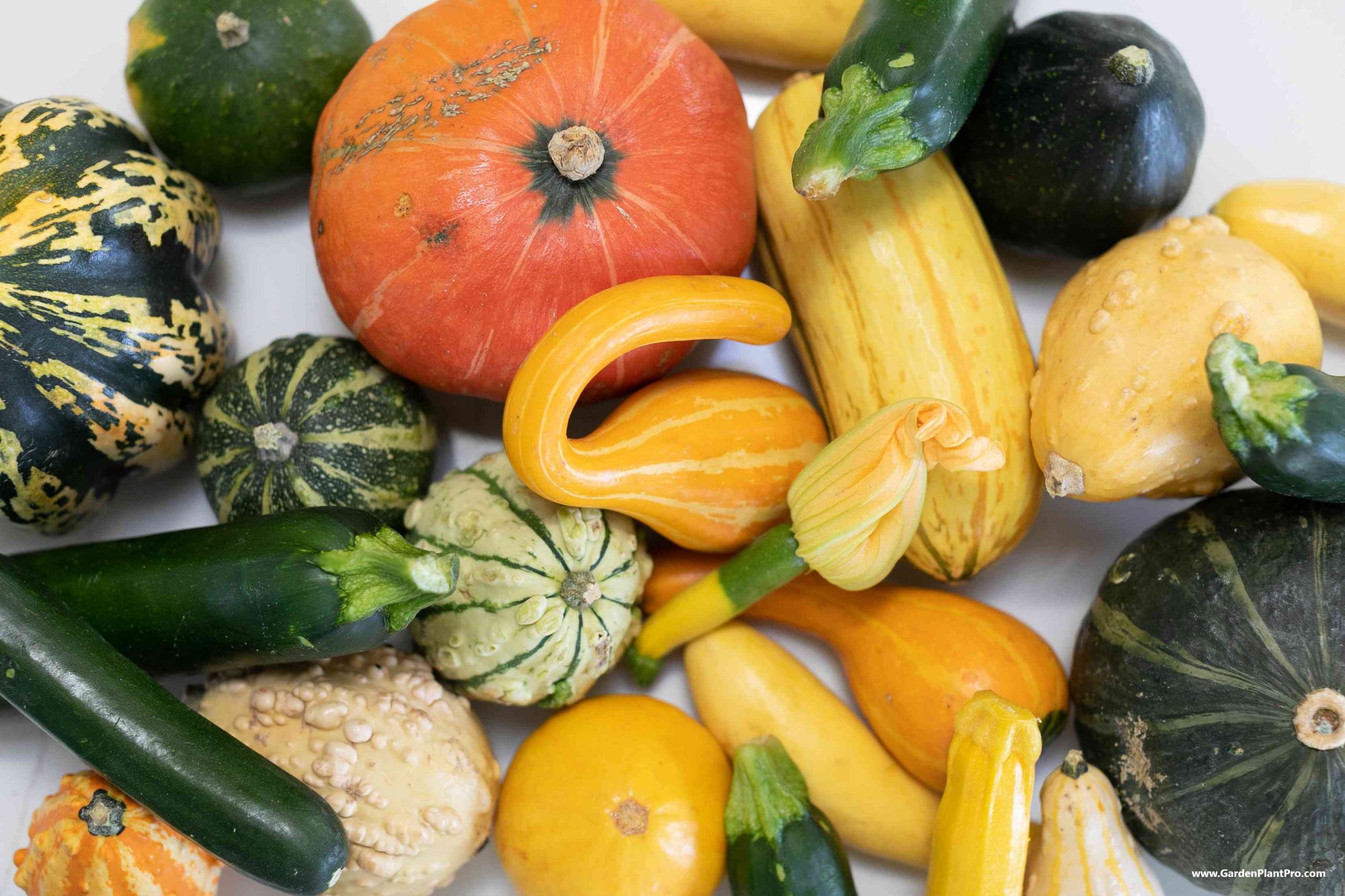 The Benefits Of Growing Your Own Squash & How To Do It