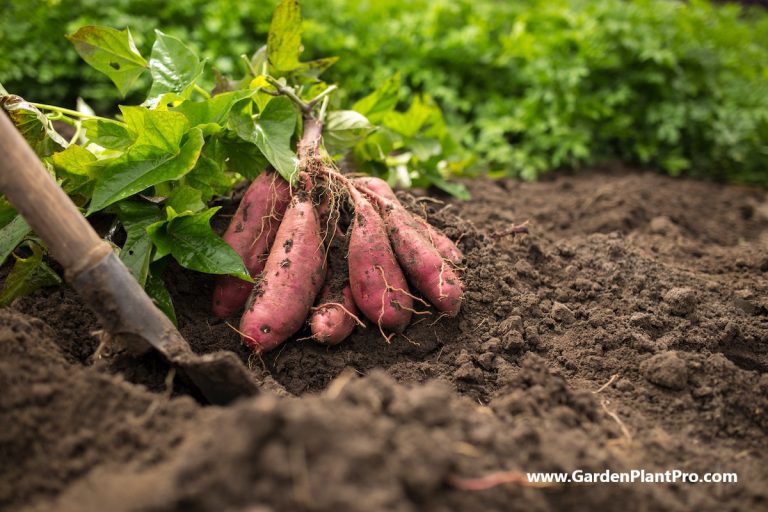 How To Grow Harvest Yams In Your Backyard Veggie Garden How To Grow Harvest Yams In Your Backyard Veggie Garden