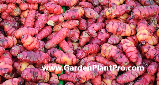How To Grow & Harvest Yams In Your Backyard Veggie Garden