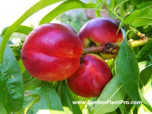 Growing and Harvesting Nectarines in Your Own Backyard