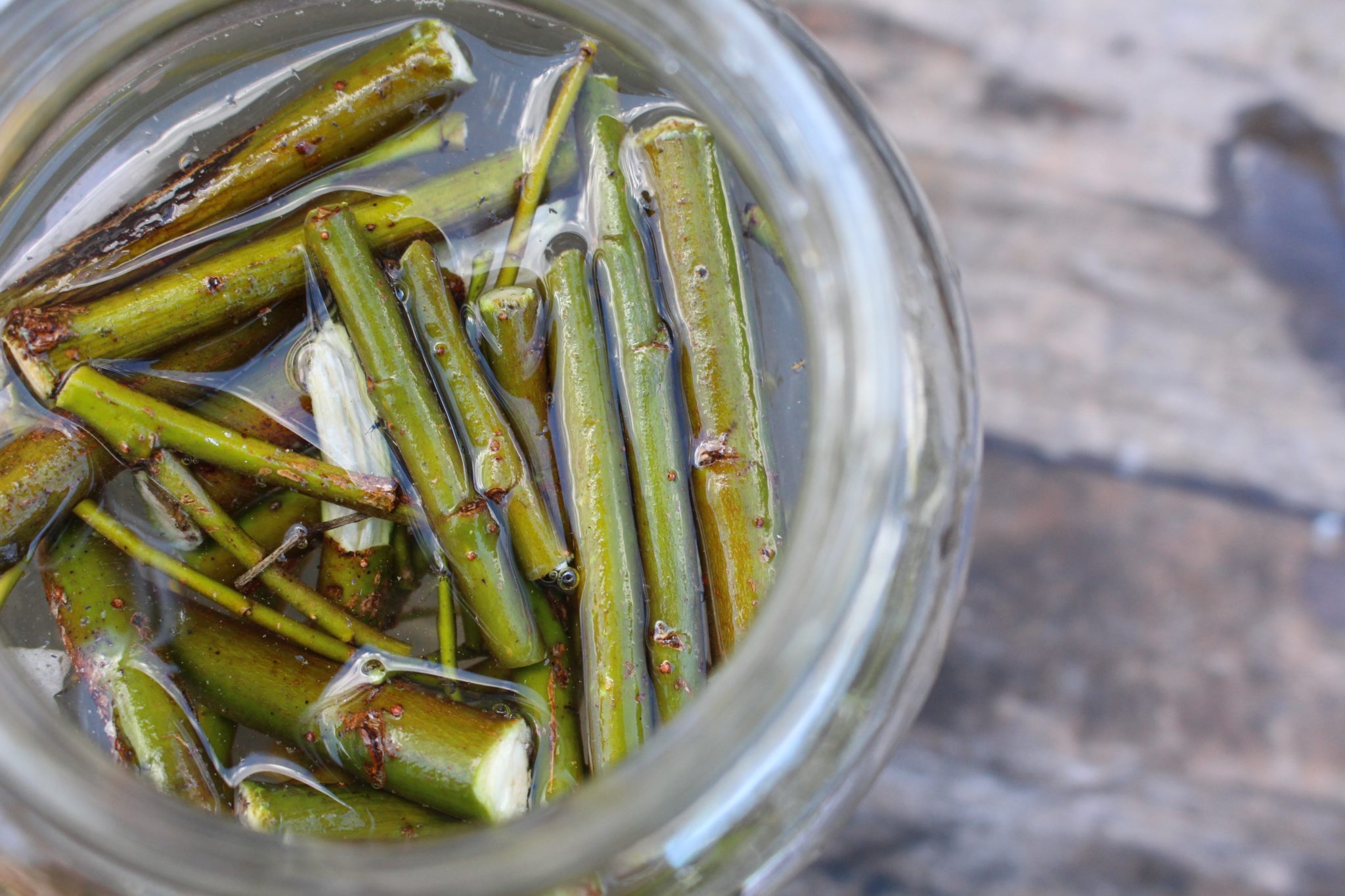 Willow Water - Make Your Own Plant Rooting Hormone For Propagating ...